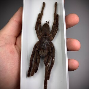 NATURAL Tarantula Taxidermy Specimen. Dried and Preserved 5.2 - Etsy