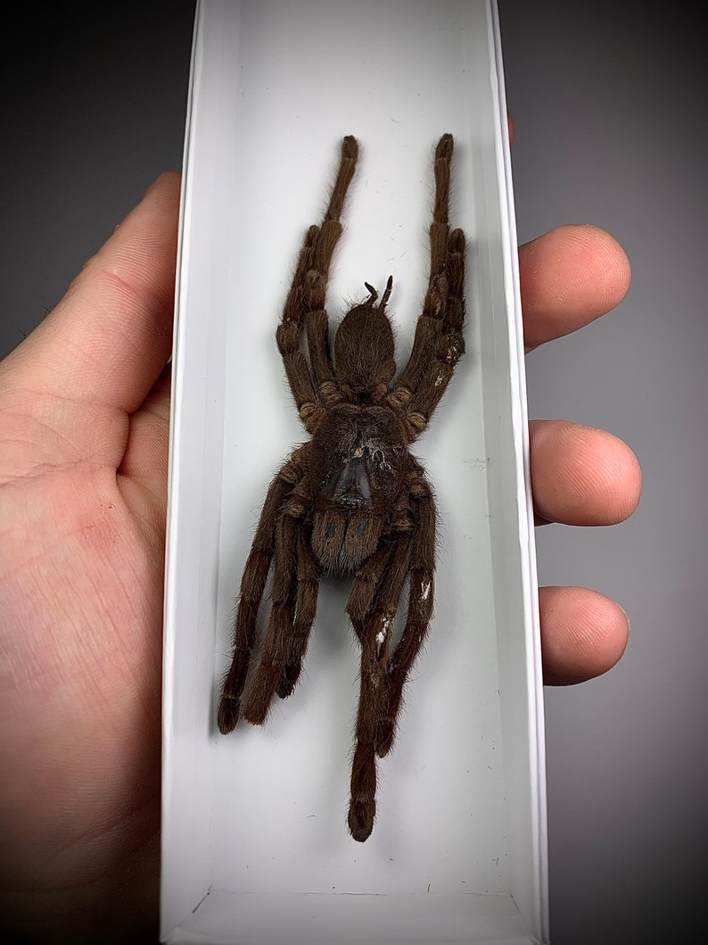 NATURAL Tarantula Taxidermy Specimen. Dried and Preserved | Etsy