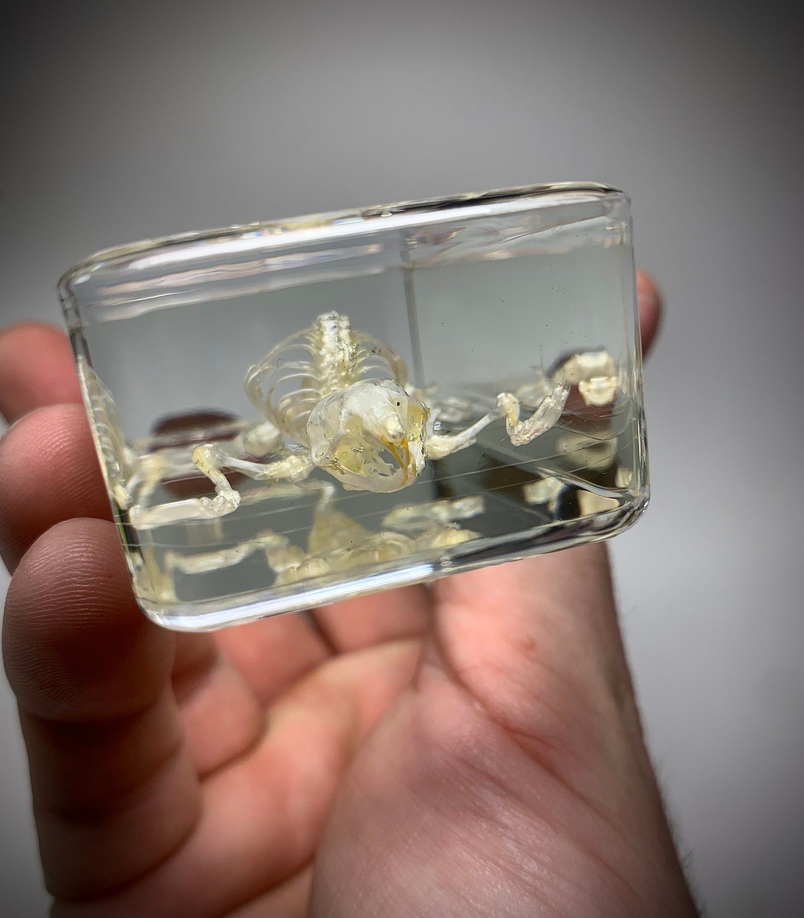 Real Mouse Skeleton High Quality Taxidermy Specimen. Mouse in - Etsy