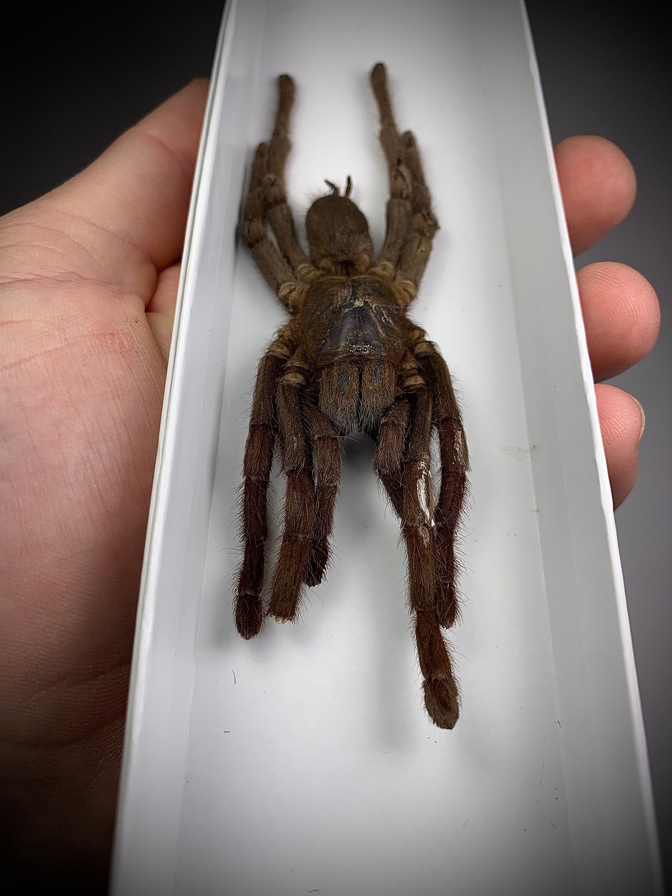 NATURAL Tarantula Taxidermy Specimen. Dried and Preserved - Etsy
