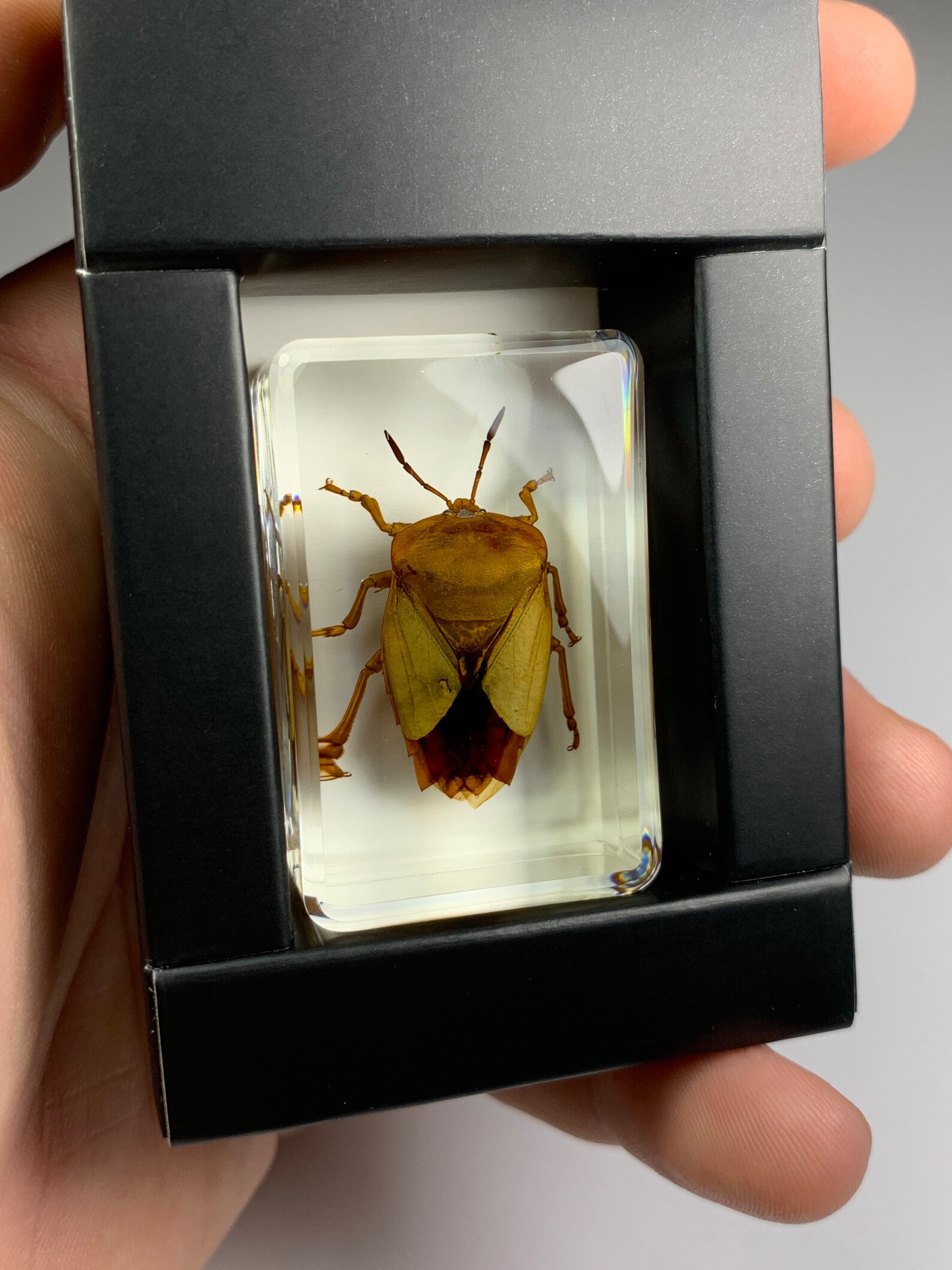 REAL Bug in Resin Lychee Stink Bug adult Specimen. High - Etsy