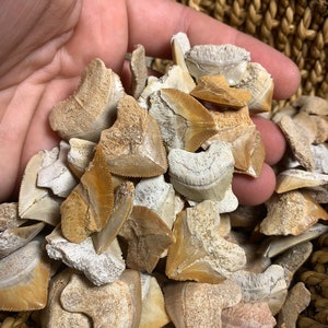 Prehistoric Fossilized Corax Shark Tooth! | Extinct Shark Tooth ...