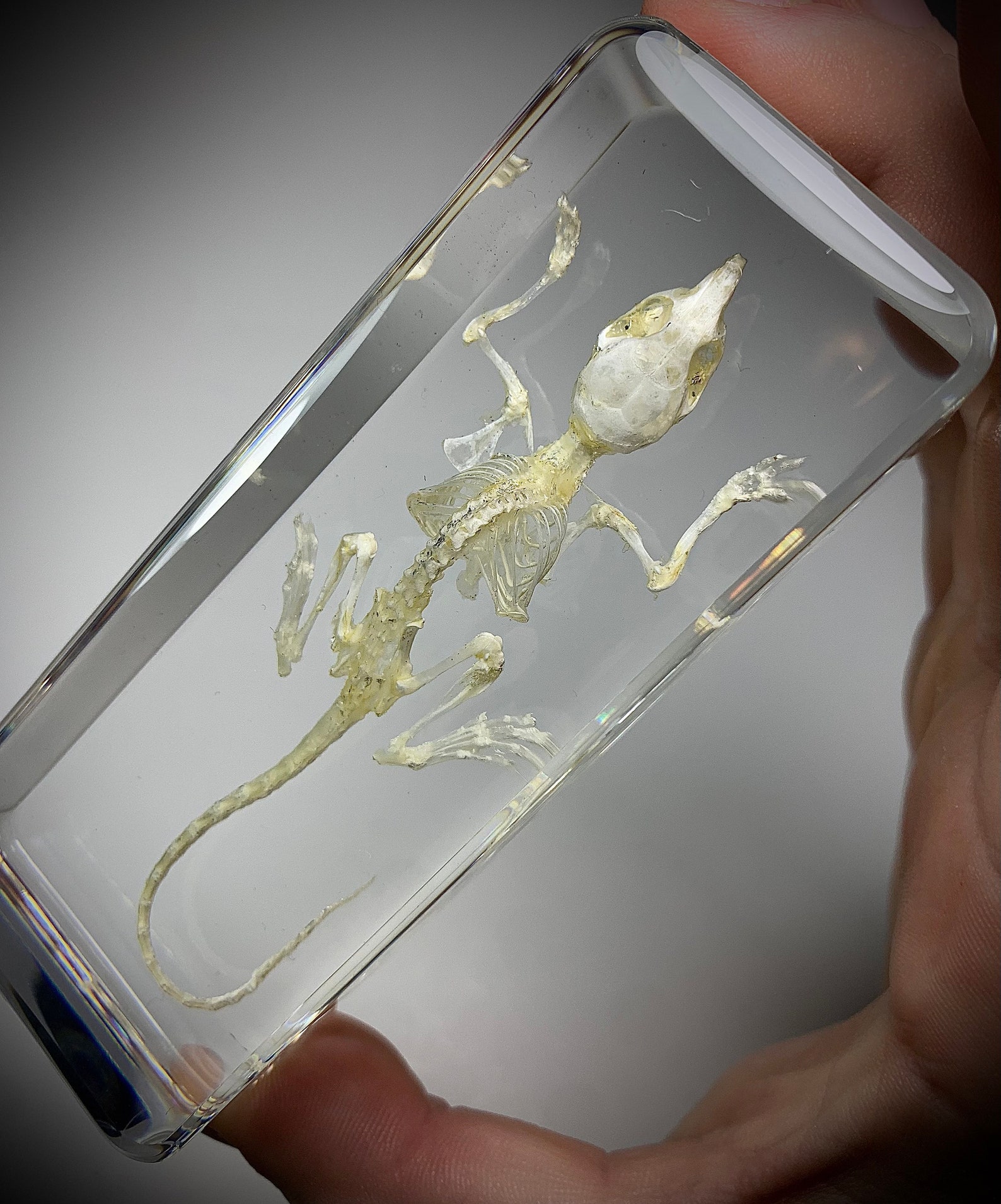 Real Mouse Skeleton High Quality Taxidermy Specimen. Mouse in - Etsy