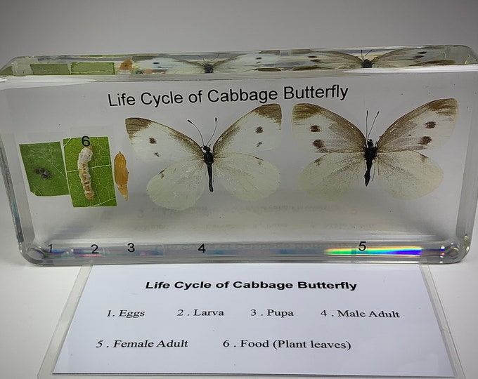 Real Butterfly Life Cycle in Resin ! Unique Gift! Classroom Aide! - Etsy