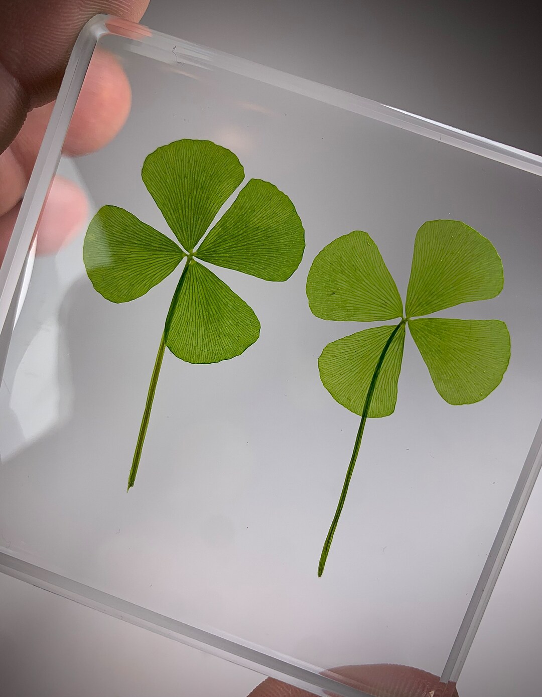 Preserved Four Leaf Clover Lucite Resin Block (3 Inch) - Etsy