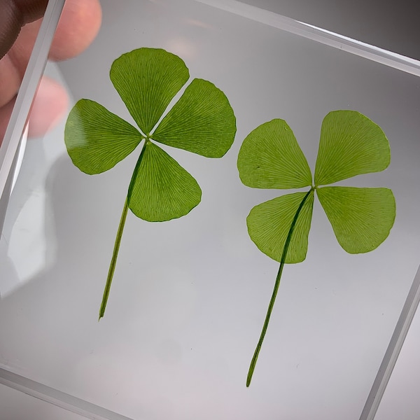 Four Leaf Clover - Etsy