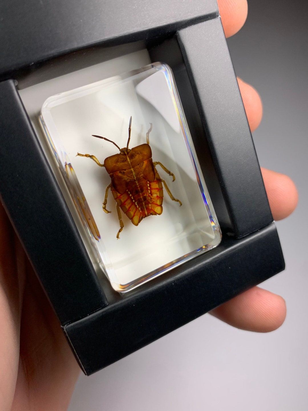 REAL Lychee Stink Bug (youth) Specimen. High Quality! - Etsy