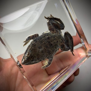Real Frog! High Quality Taxidermy Specimen. Cute Frog in Lucite Resin ...
