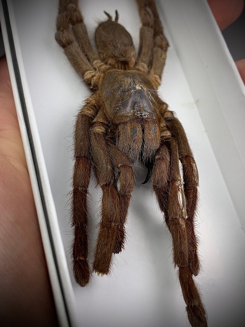 NATURAL Tarantula Taxidermy Specimen. Dried and Preserved | Etsy
