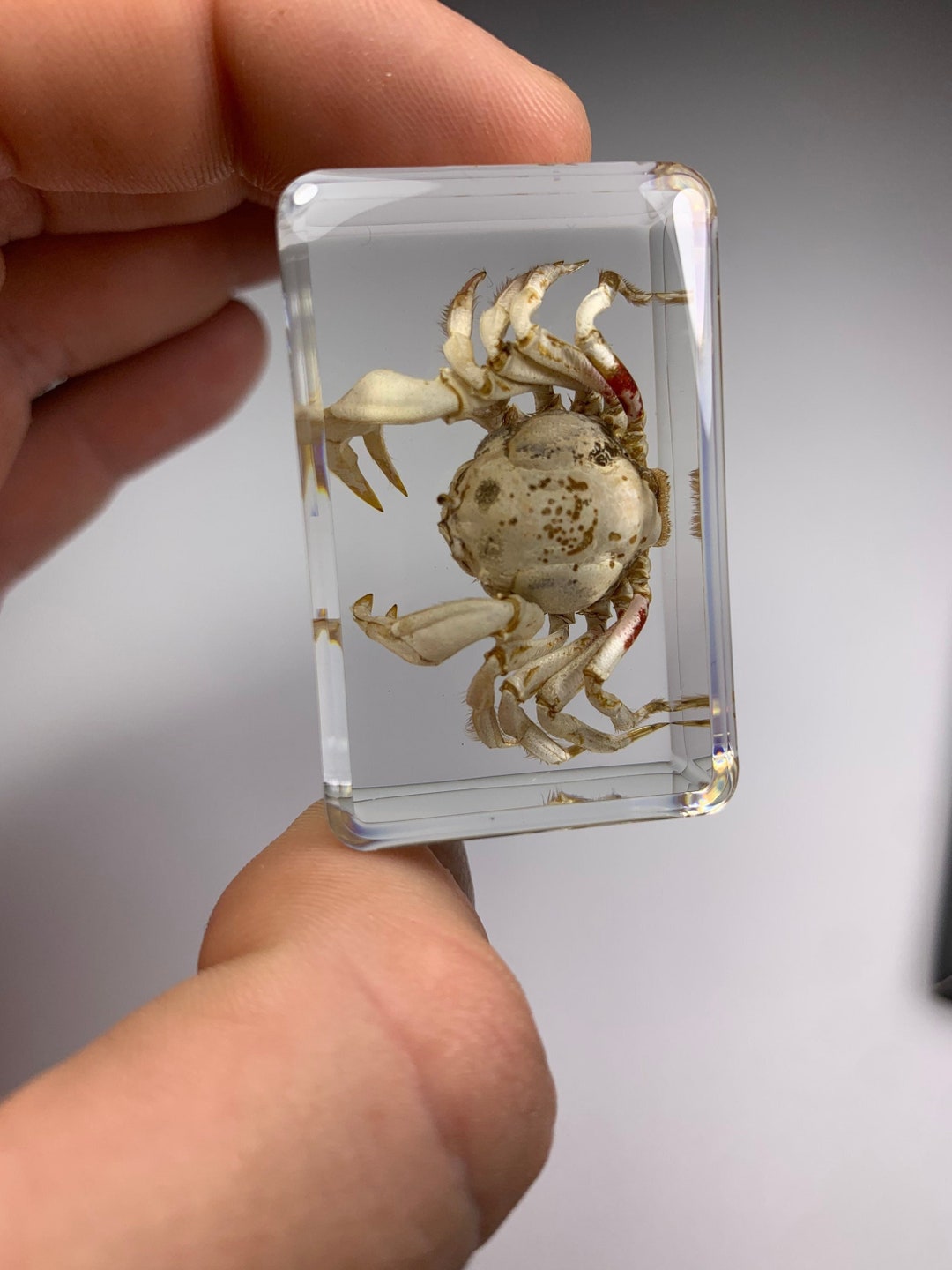 REAL Soldier Crab Specimen. High Quality! Collectible - Etsy