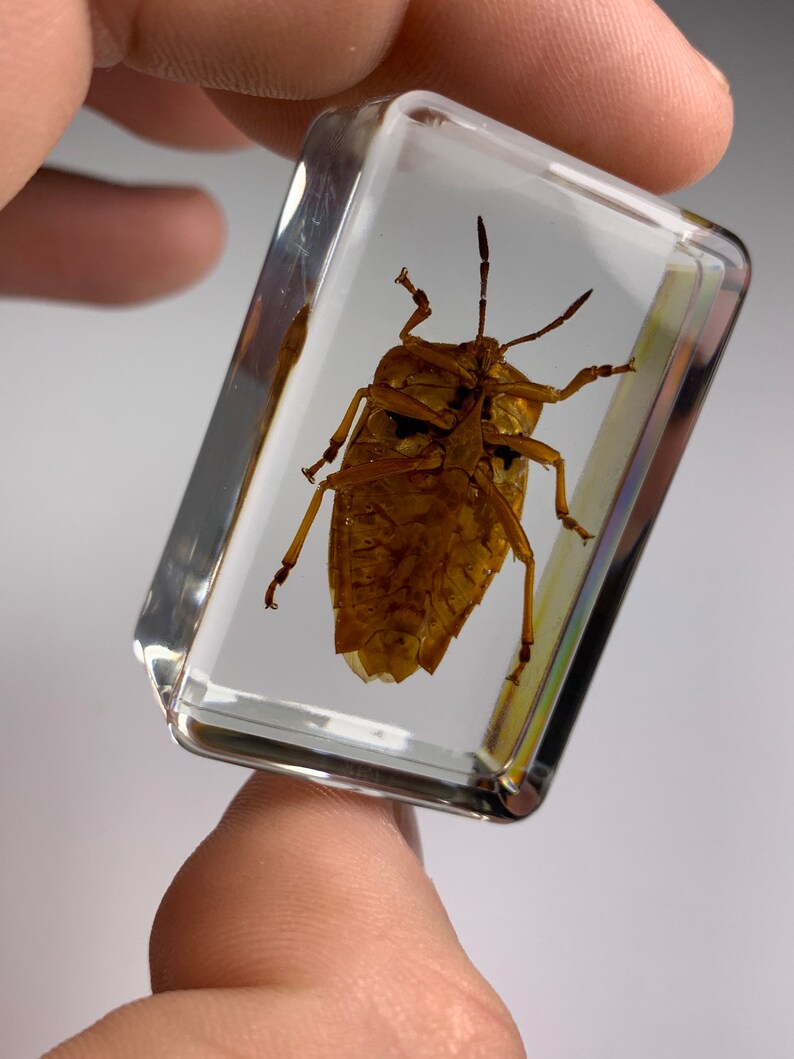 REAL Bug in Resin Lychee Stink Bug adult Specimen. High - Etsy