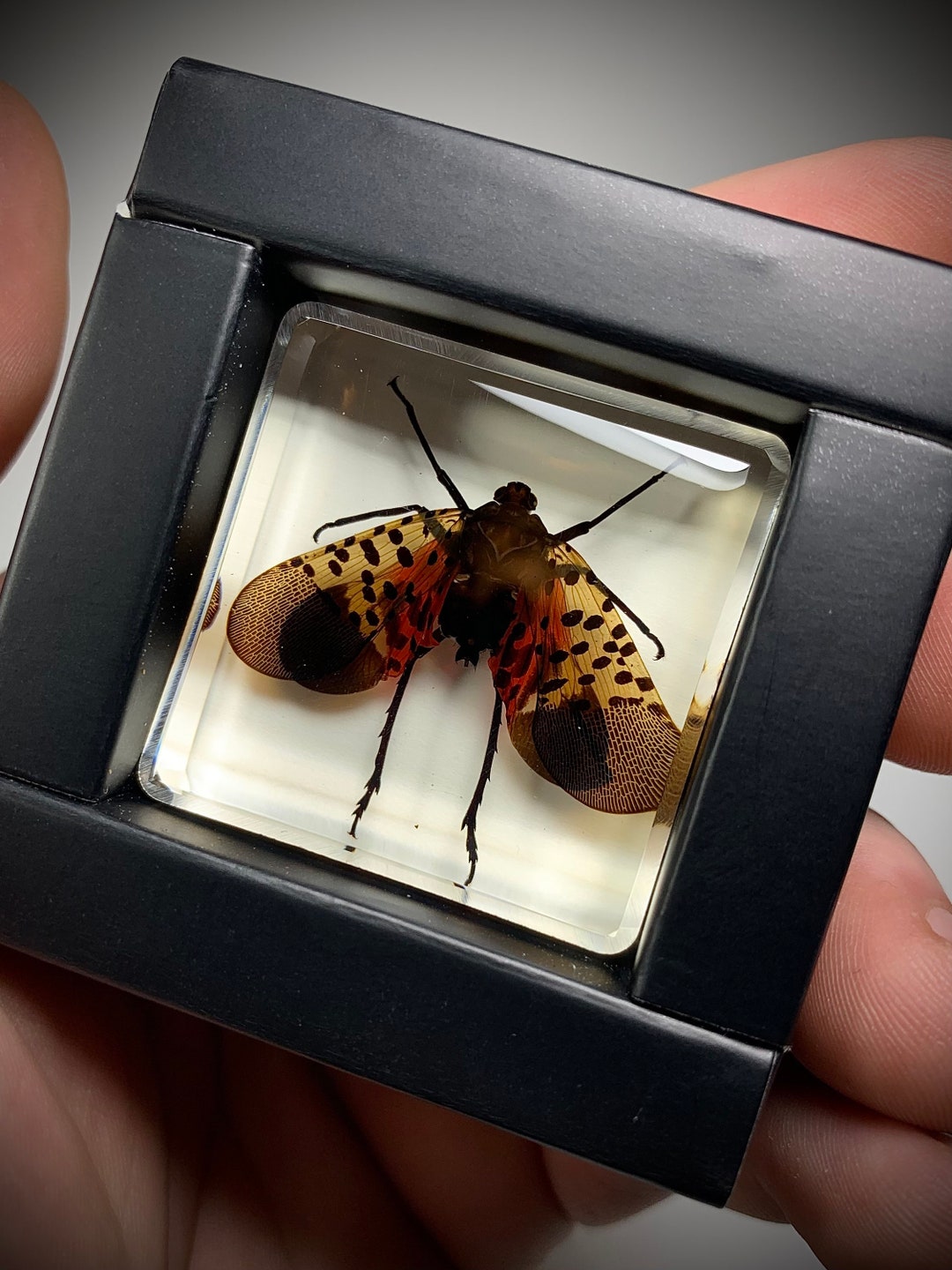 Real Bug! Insect in Resin. Spotted Lantern Fly Specimen Specimen ...