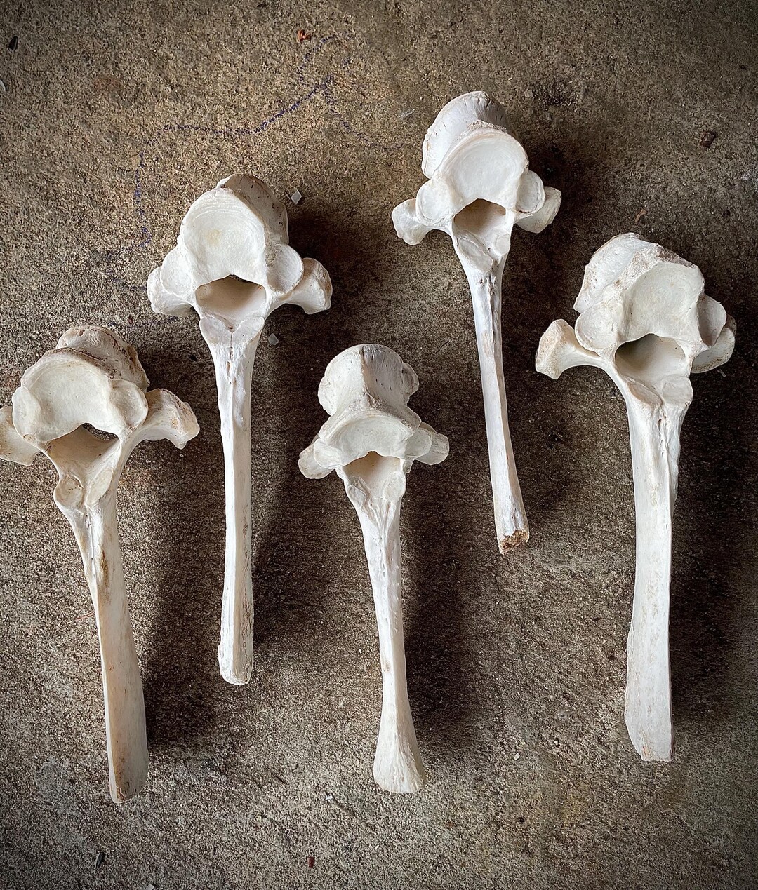 Lg Natural Cow Vertebrae. Taxidermy Specimen. Collectible Oddities ...