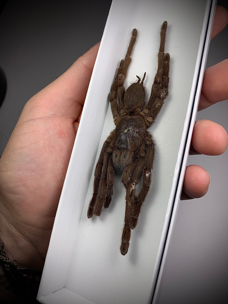 NATURAL Tarantula Taxidermy Specimen. Dried and Preserved | Etsy