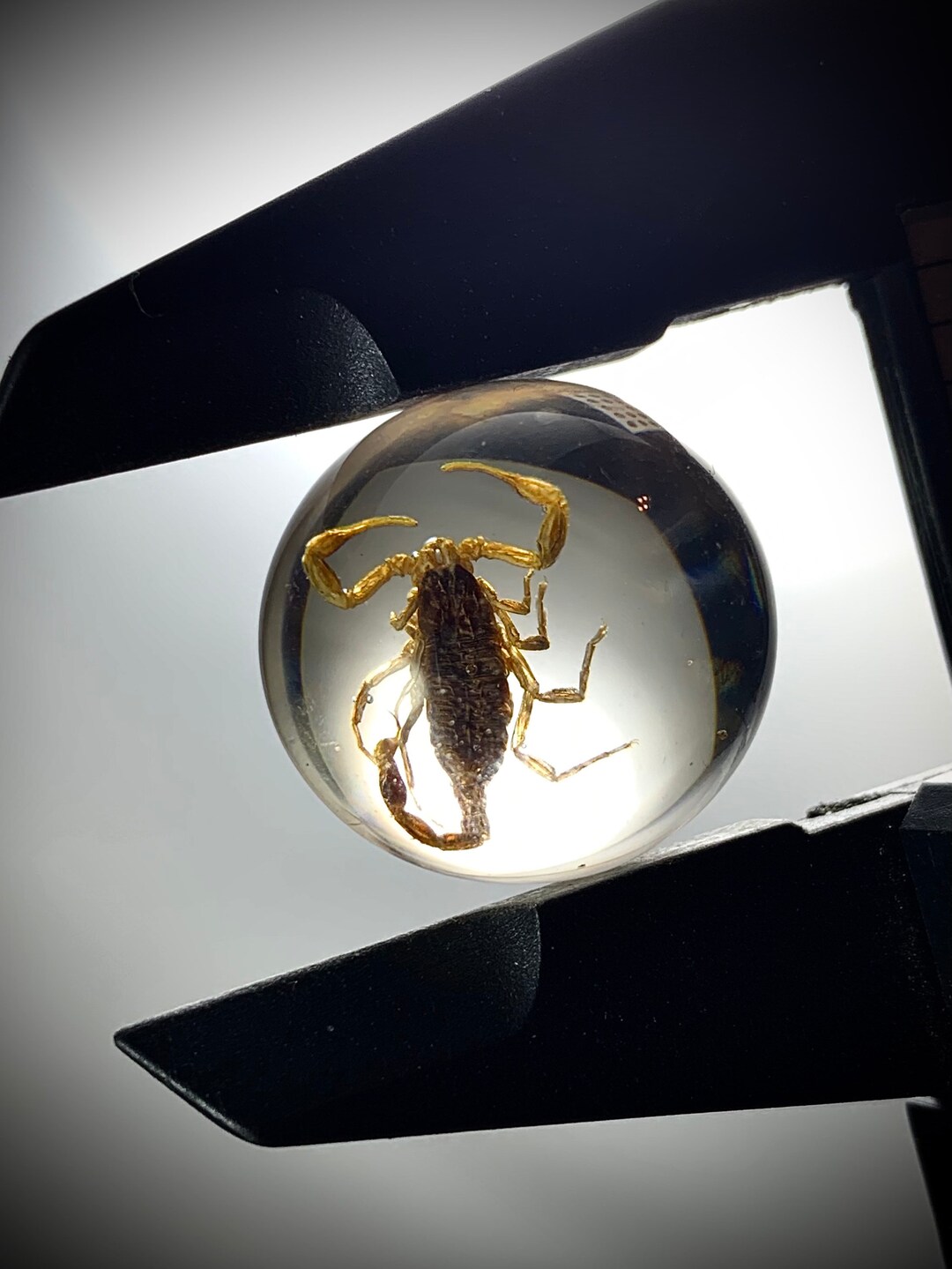 Unique 20mm Natural SCORPION Marble. - Etsy