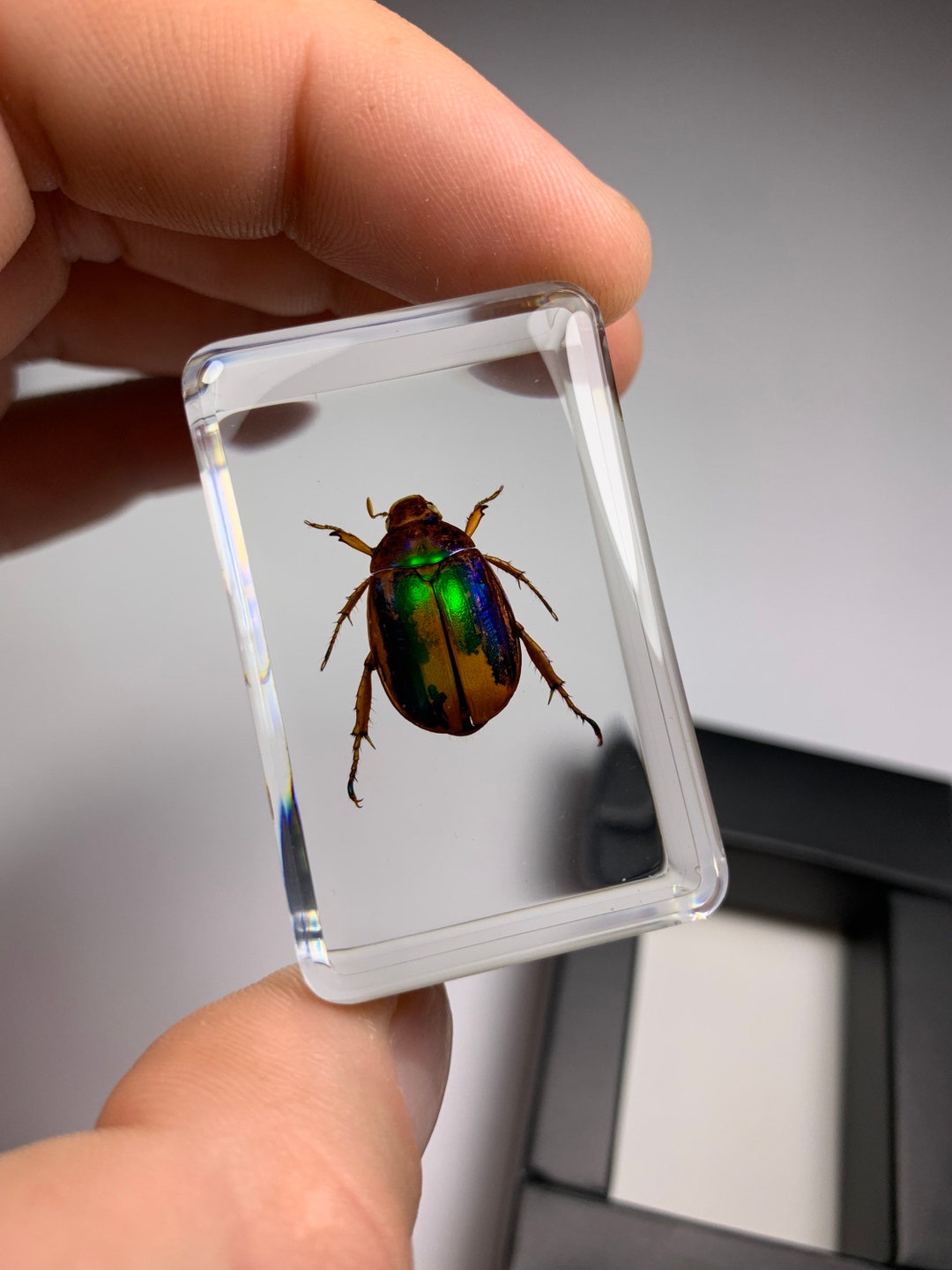 Nice Red Leg Scarab Beetle Specimen. High Quality! - Etsy