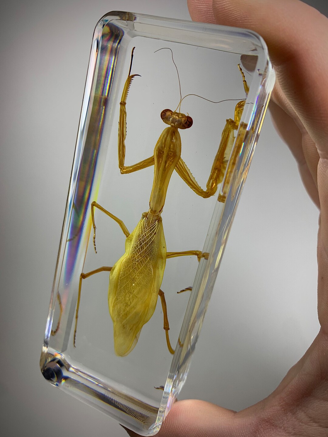 Praying Mantis Specimen Preserved in Lucite Resin High - Etsy