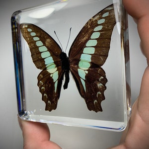 Real Butterfly Insect in Resin. Graphium Sarpedon Specimen - Etsy
