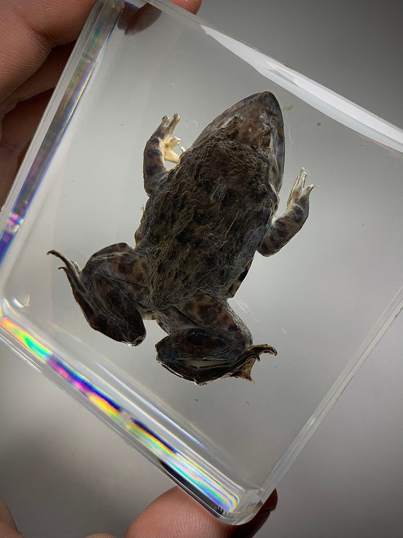 Cute Real Frog