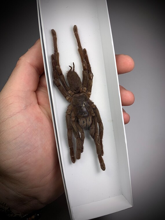 NATURAL Tarantula Taxidermy Specimen. Dried and Preserved | Etsy
