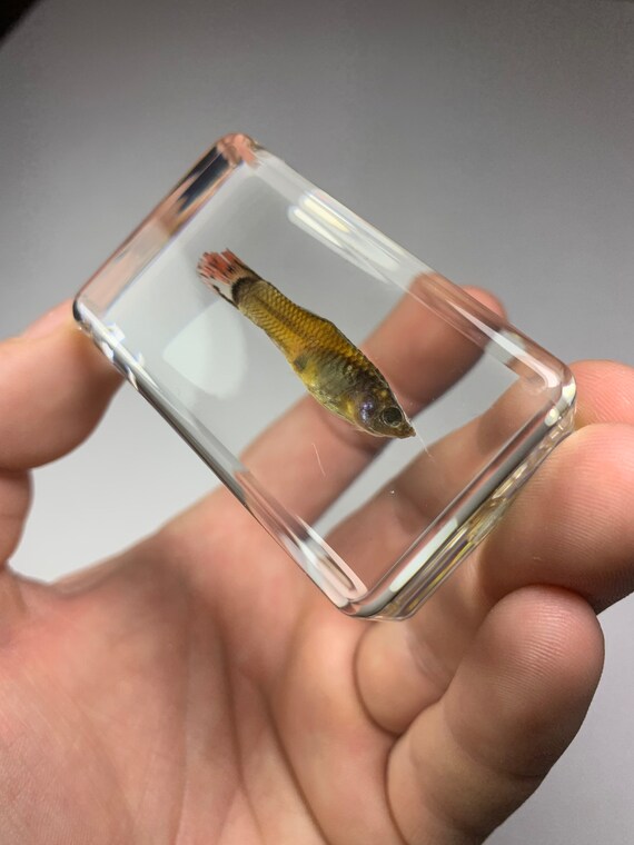 Real Unique Fish