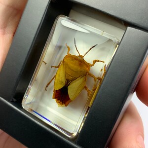 REAL Bug in Resin Lychee Stink Bug adult Specimen. High Quality Lucite ...