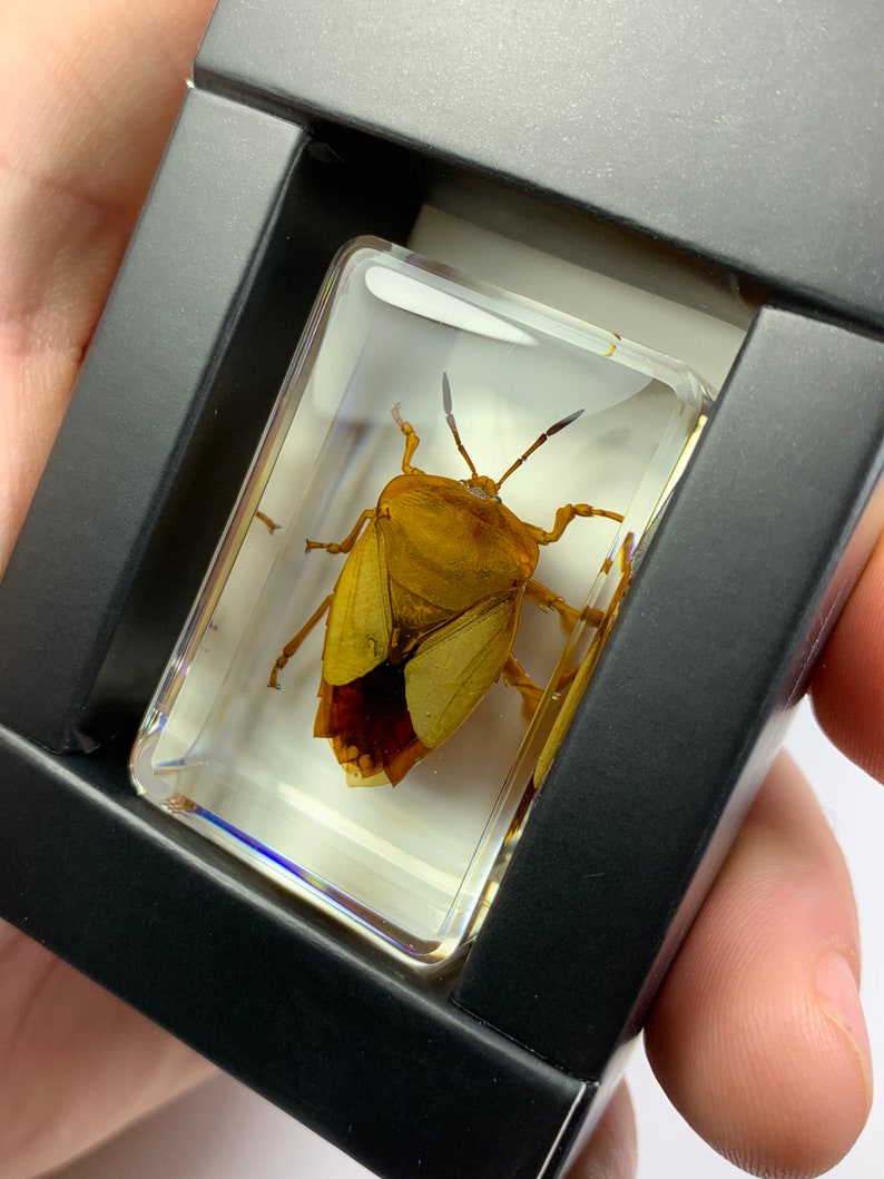 REAL Bug in Resin Lychee Stink Bug adult Specimen. High - Etsy