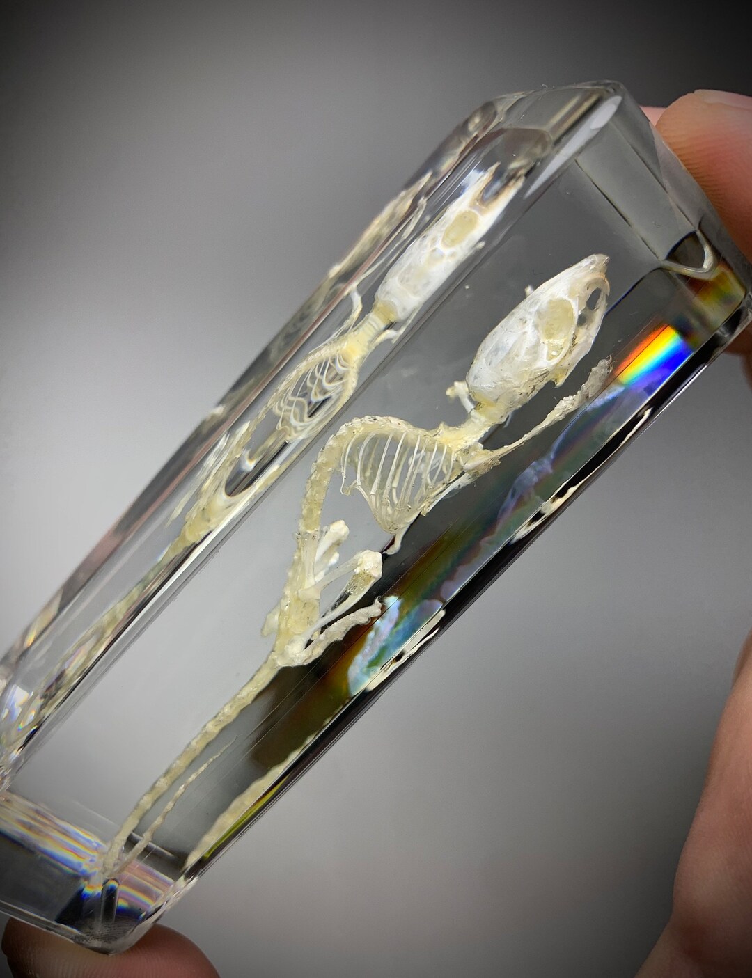 Real Mouse Skeleton High Quality Taxidermy Specimen. Mouse in - Etsy