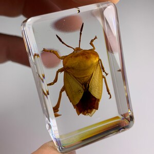 REAL Bug in Resin Lychee Stink Bug adult Specimen. High Quality Lucite ...