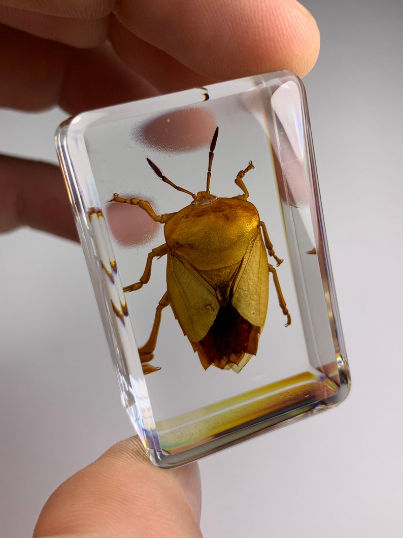 REAL Bug in Resin Lychee Stink Bug adult Specimen. High - Etsy