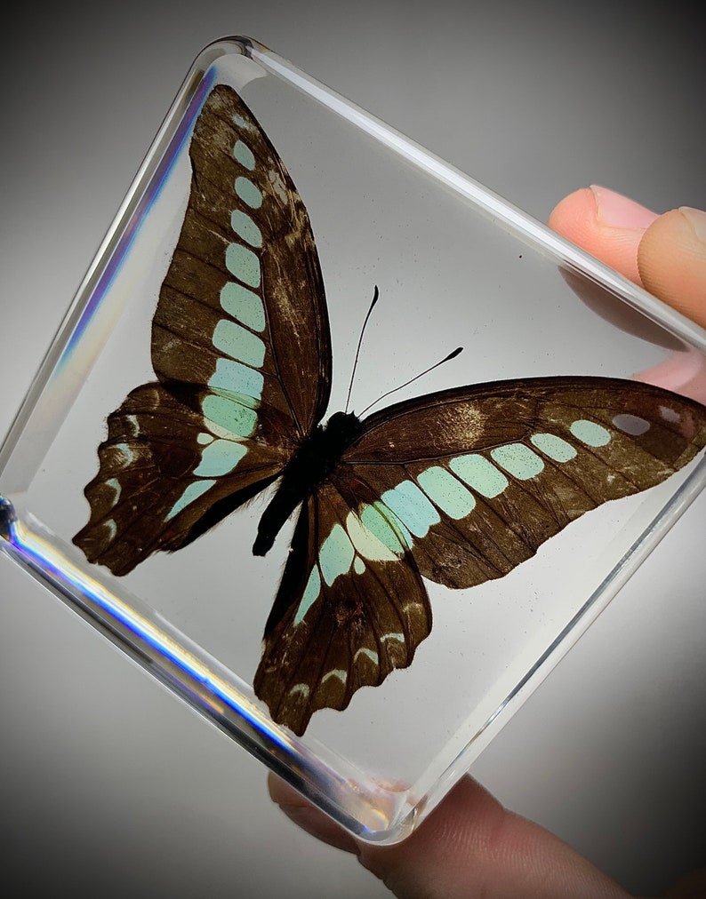 Real Butterfly Insect in Resin. Graphium Sarpedon Specimen - Etsy