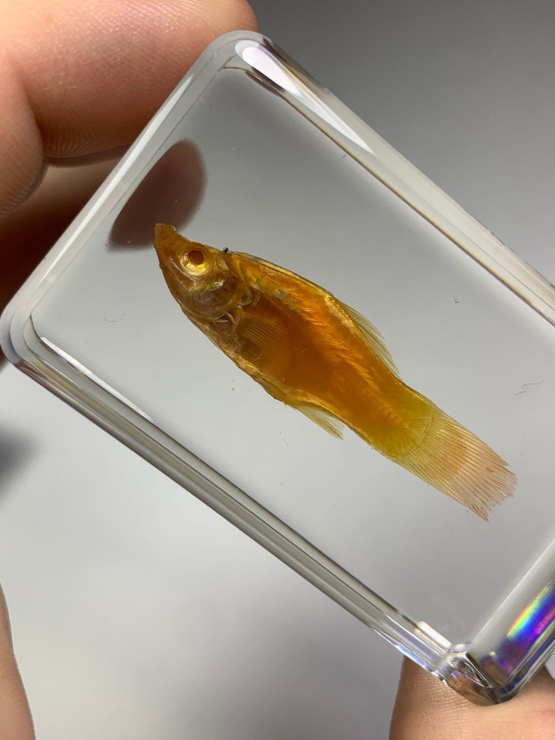 Real Female Swordtail Fish Specimen in Lucite Resin Unique Gift ...