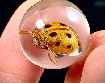 Yellow Ladybug | Etsy