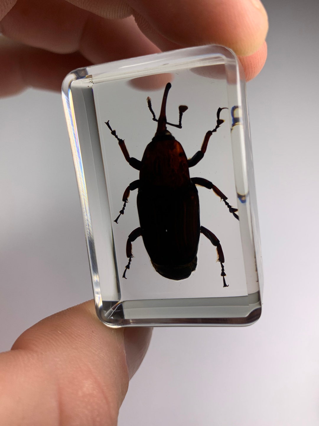 Palm Weevil Specimen: Rhynchophorus Ferrugineus in Lucite - Etsy