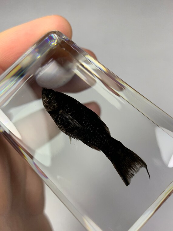 Real Unique Fish