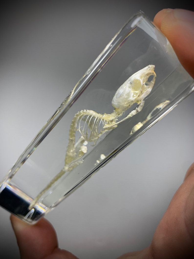 Real Mouse Skeleton High Quality Taxidermy Specimen. Mouse in - Etsy
