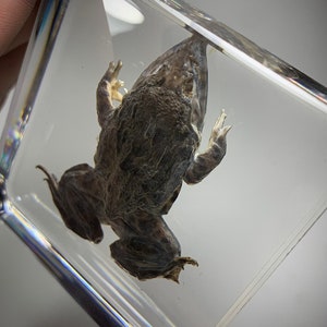 Real Frog! High Quality Taxidermy Specimen. Cute Frog in Lucite Resin ...