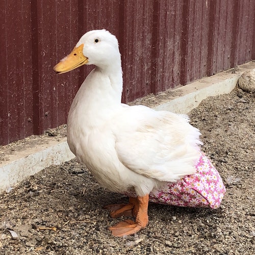 High Quality ORIGINAL Duck Chicken Goose Diaper Harness - Etsy