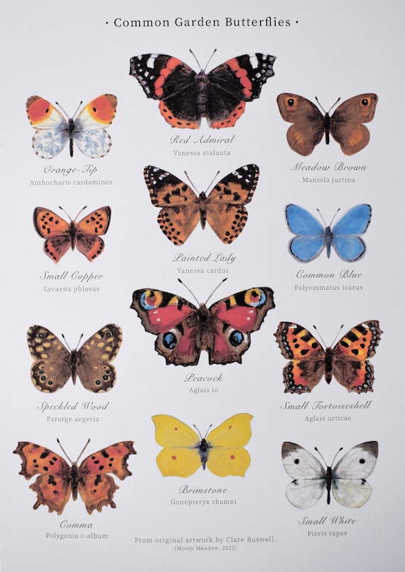 English Butterfly Names
