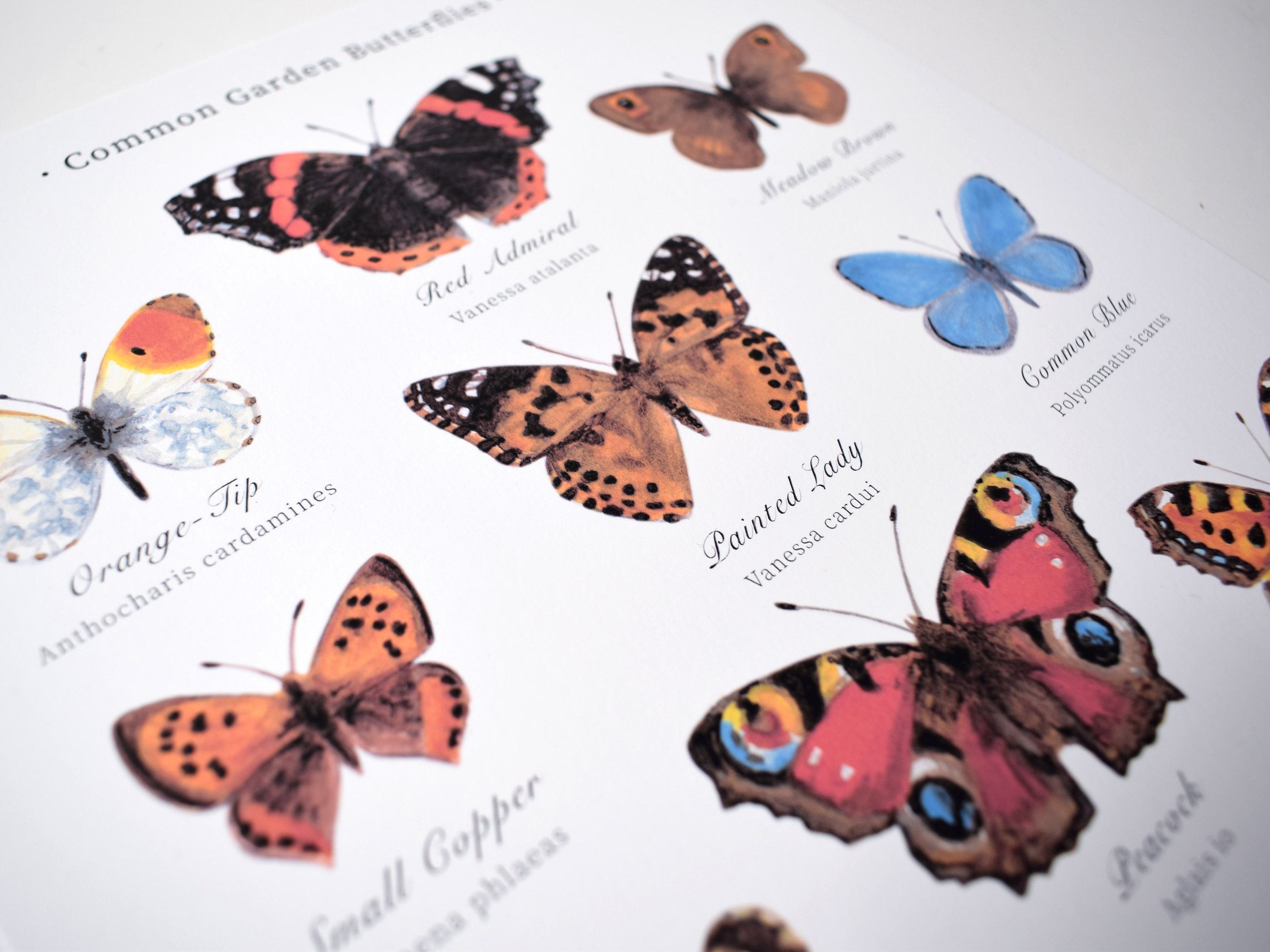 Butterflies Of The World Chart