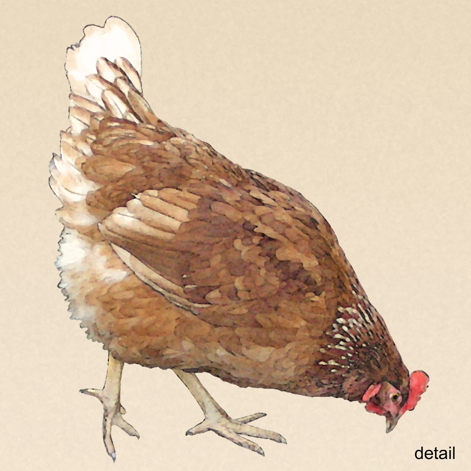 Little Red Hen Unframed Art Print From Original Artwork Frame - Etsy