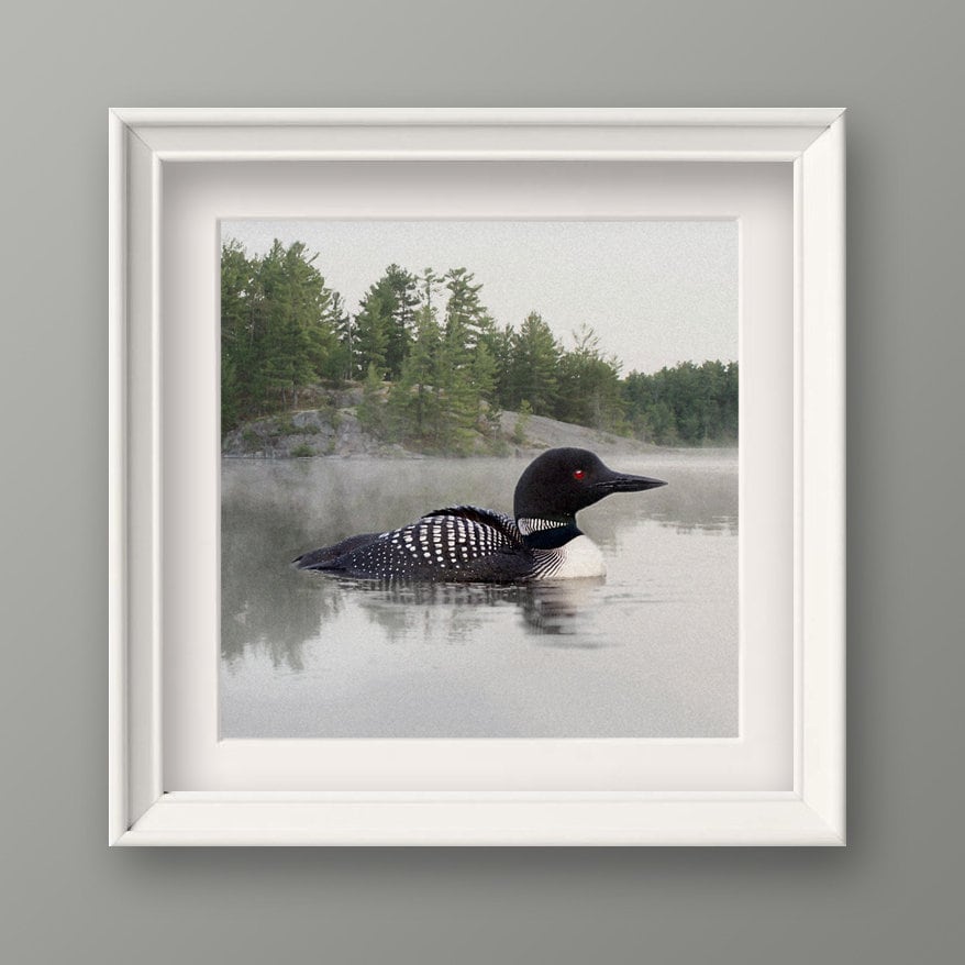 Loon on the Water Unframed Fine Art Print From Original | Etsy