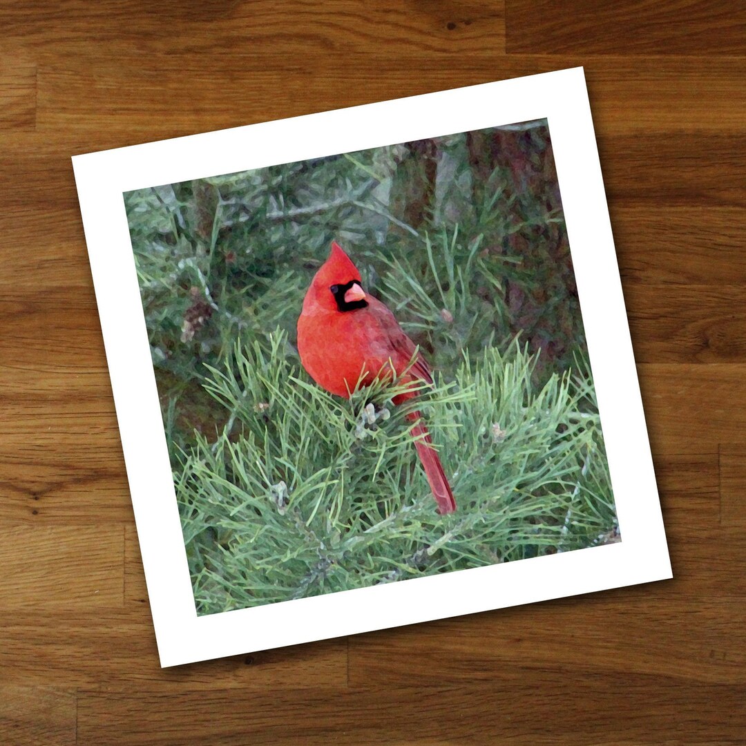 Red Cardinal Unframed Fine Art Print From Original Artwork, Frame Your ...