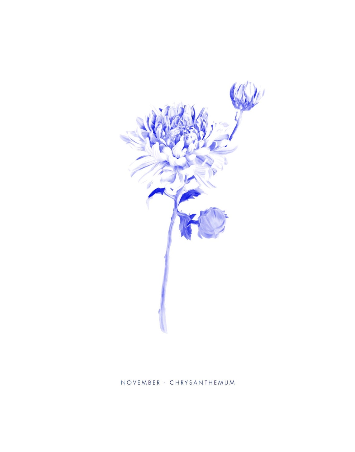 November Birth Month Flower - Chrysanthemum - Etsy