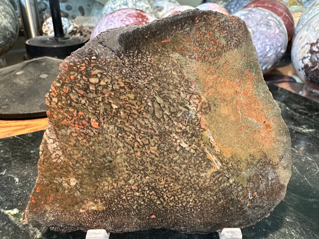 Dino Bone Slab - Etsy