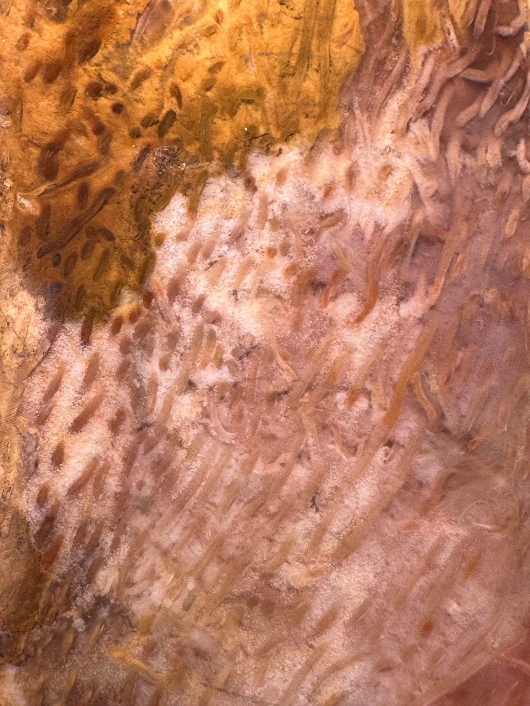 Louisiana Palm Root Agate Slab - Etsy