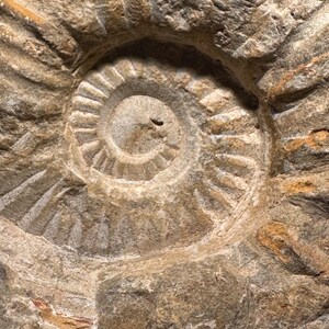 Lg. Fossil Ammonite Shell - Etsy