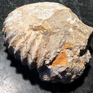 Lg. Fossil Ammonite Shell - Etsy