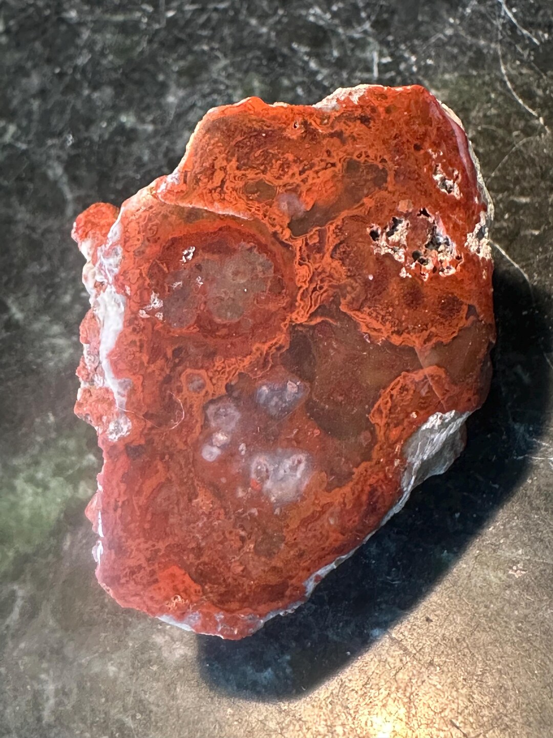 Yellow Cat Petrified Wood - Polished - Etsy