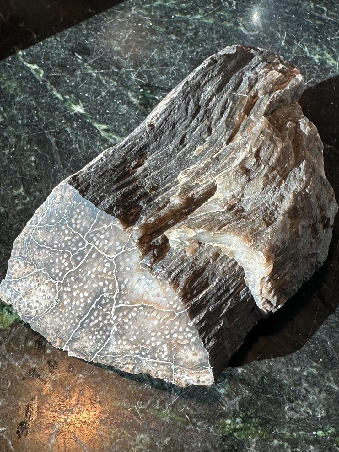 Palm Root Agate Face Cut Specimen - Etsy